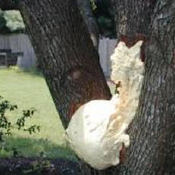 Specialty / Other - HandiFoam®